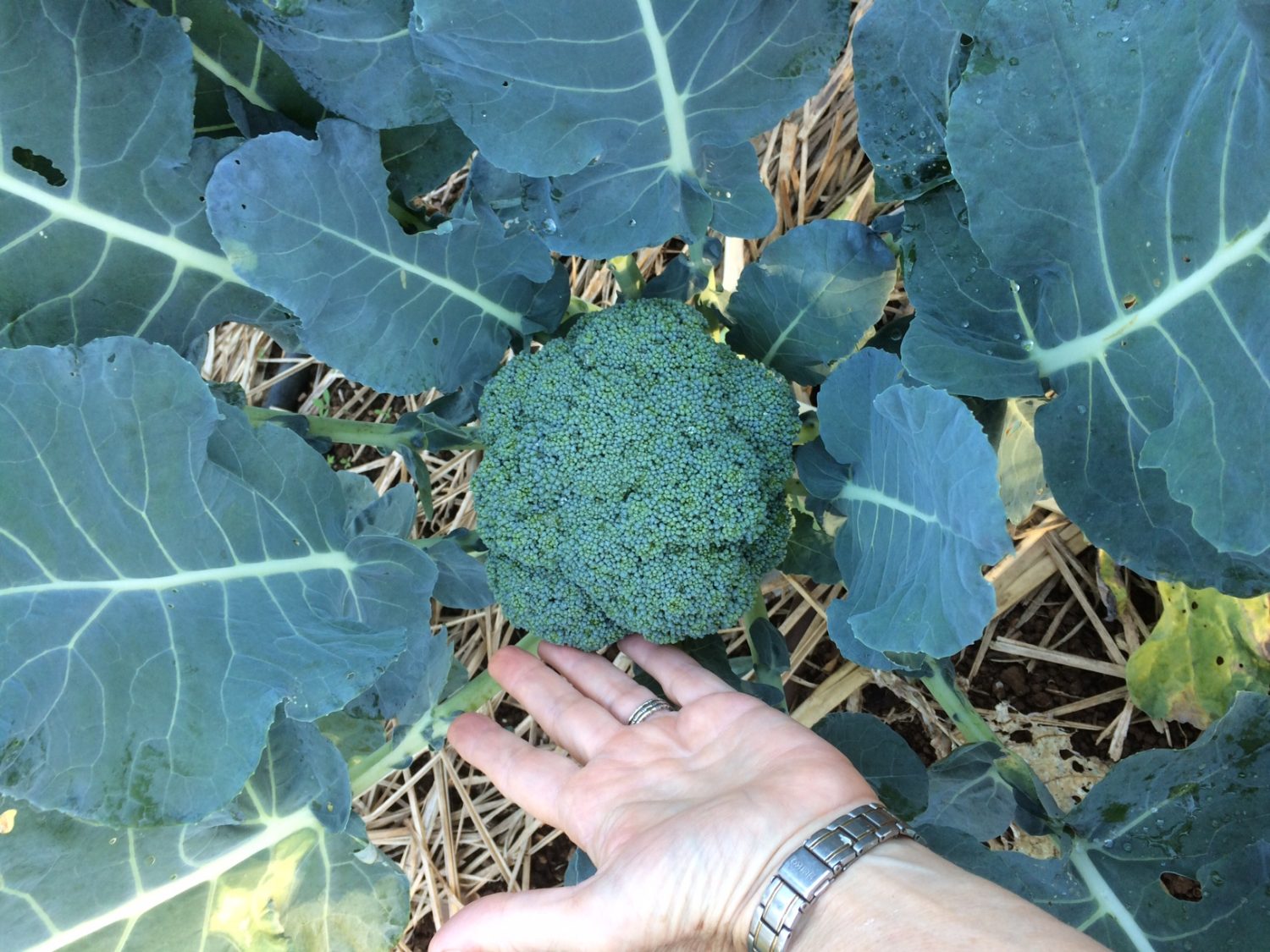 Broccoli 3X Bigger with Beyond Organic Growing System(TM) - Beyond ...